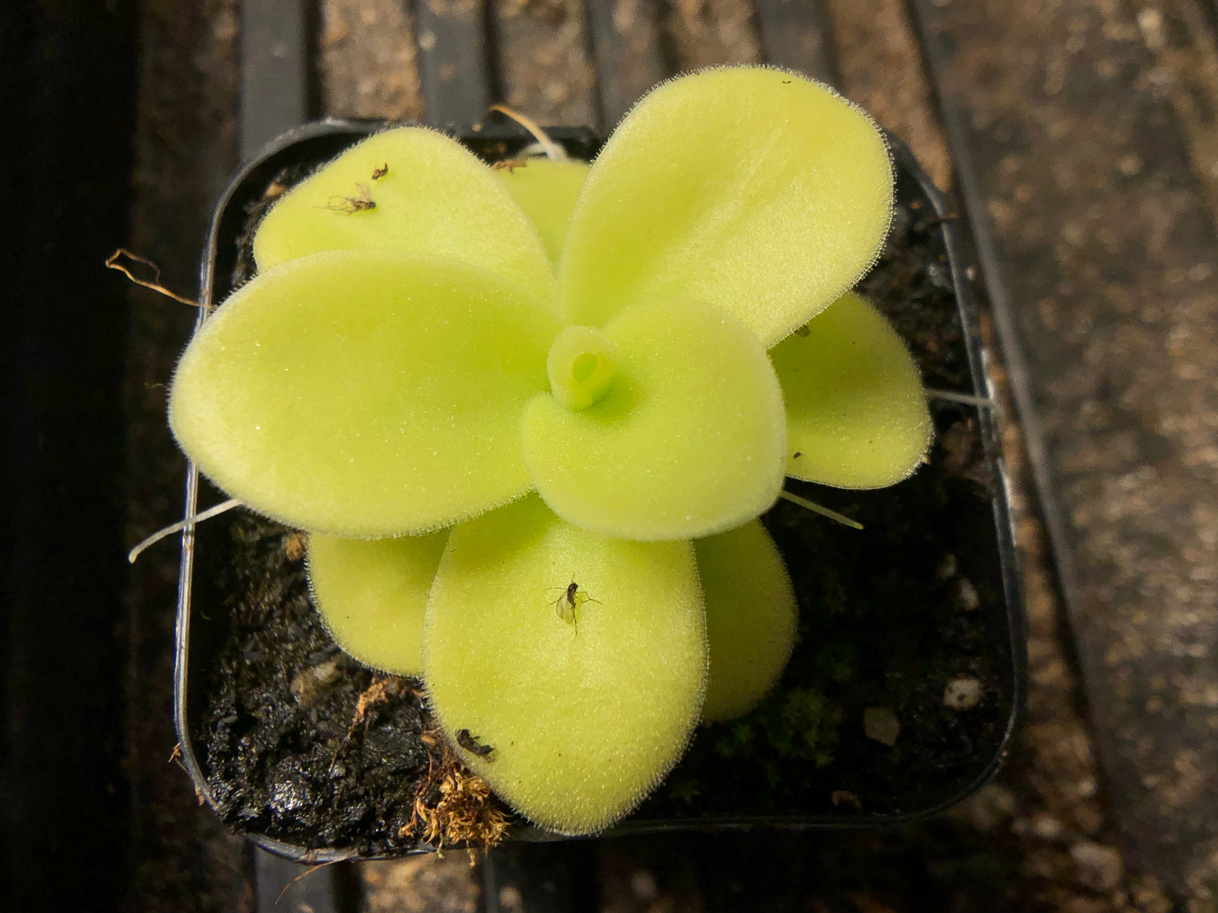 P. Gigantea – Turlock Carnivores